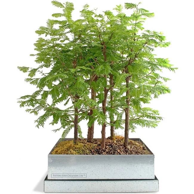 Dawn Redwood Bonsai Forest Kit | Gear Patrol