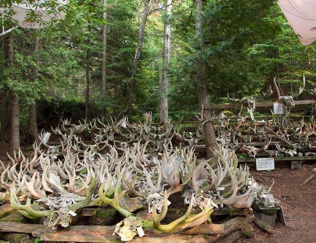 On Isle Royale, A Fragile Balance Between Wolf and Moose | Gear Patrol