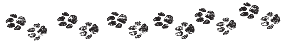 How to Track an Animal in the Wild | Gear Patrol