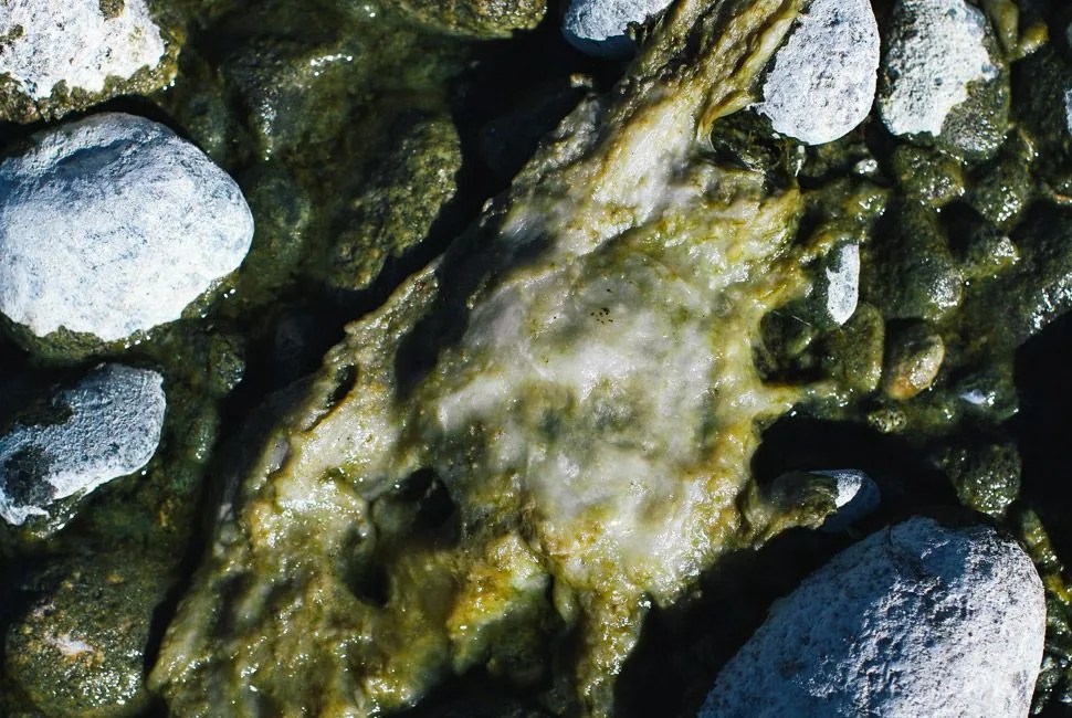 Foraging in Fiordland with the Chef of Redcliff | Gear Patrol