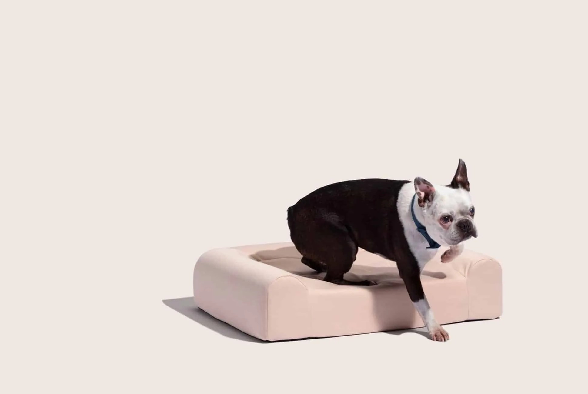 New Brand Wild One Has Everything Your Dog Deserves | Gear Patrol