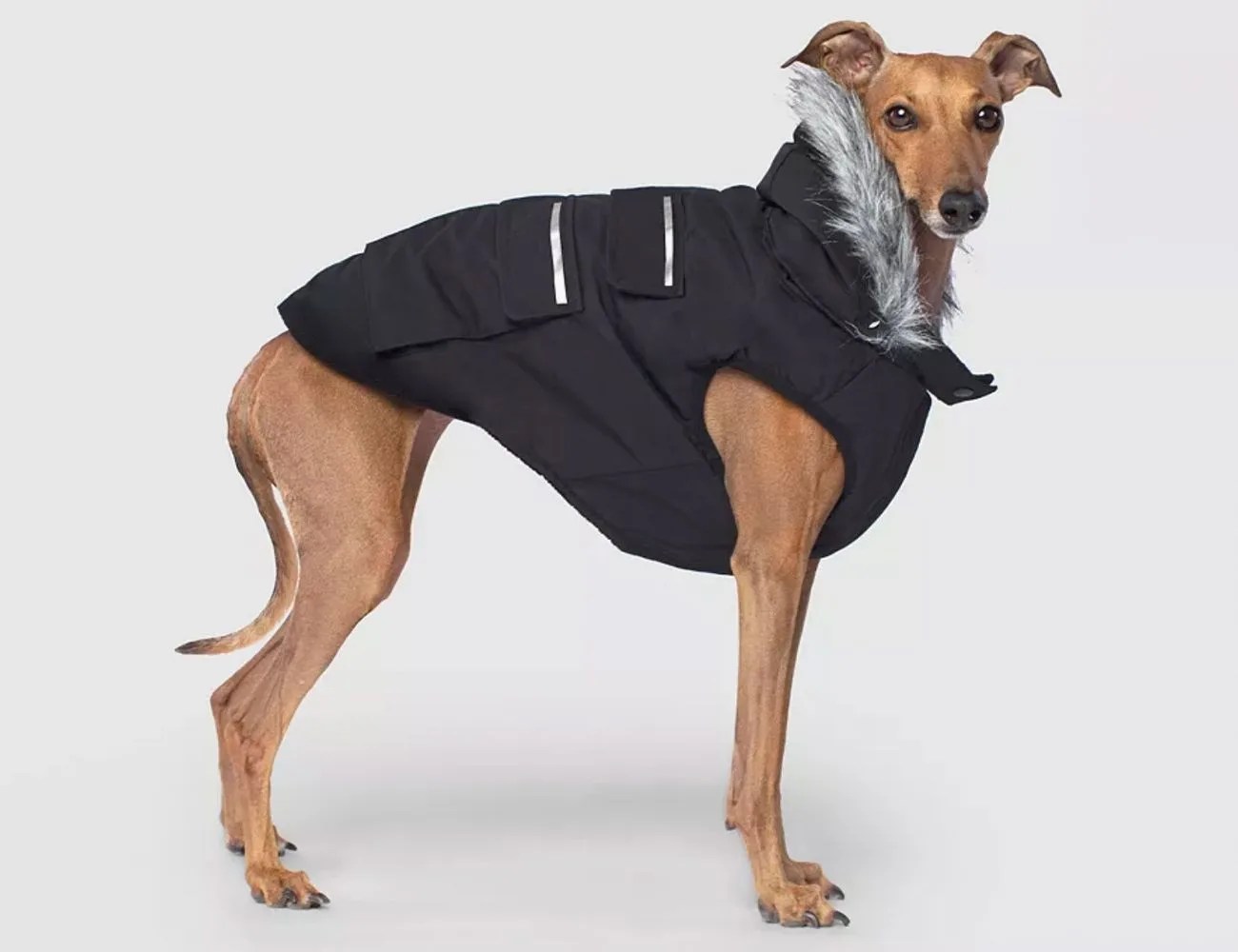 These Dog Jackets Will Keep Your Pup Warm (and Stylish) This Winter ...