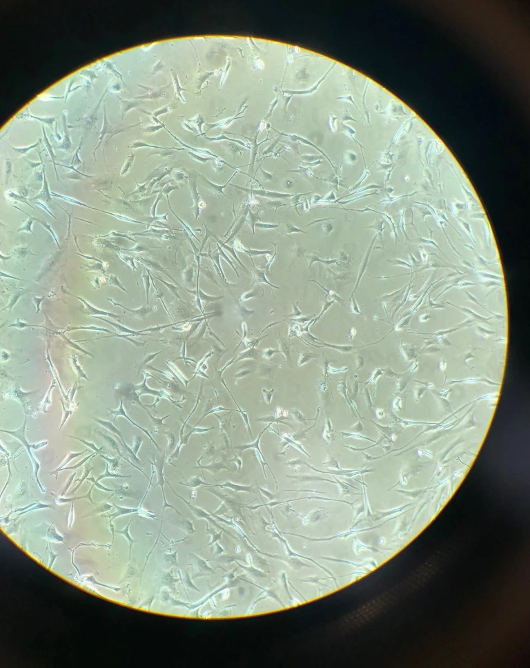 In the Future, Leather Will Be Grown in Labs | Gear Patrol