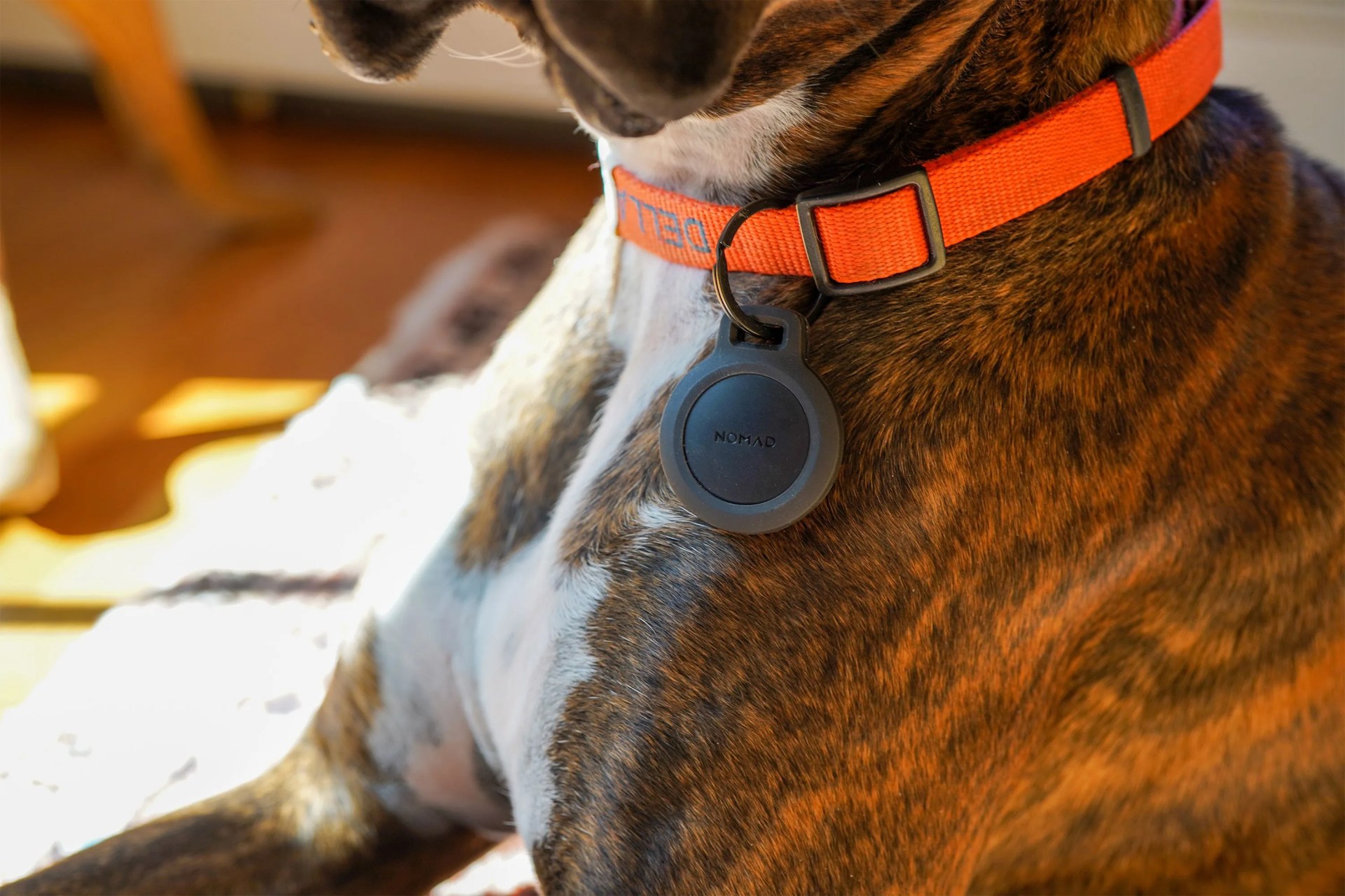 The Best Apple AirTag Accessories for Your Pets | Gear Patrol