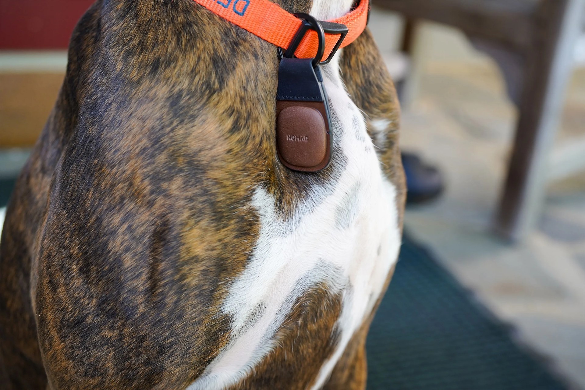 The Best Apple AirTag Accessories for Your Pets | Gear Patrol