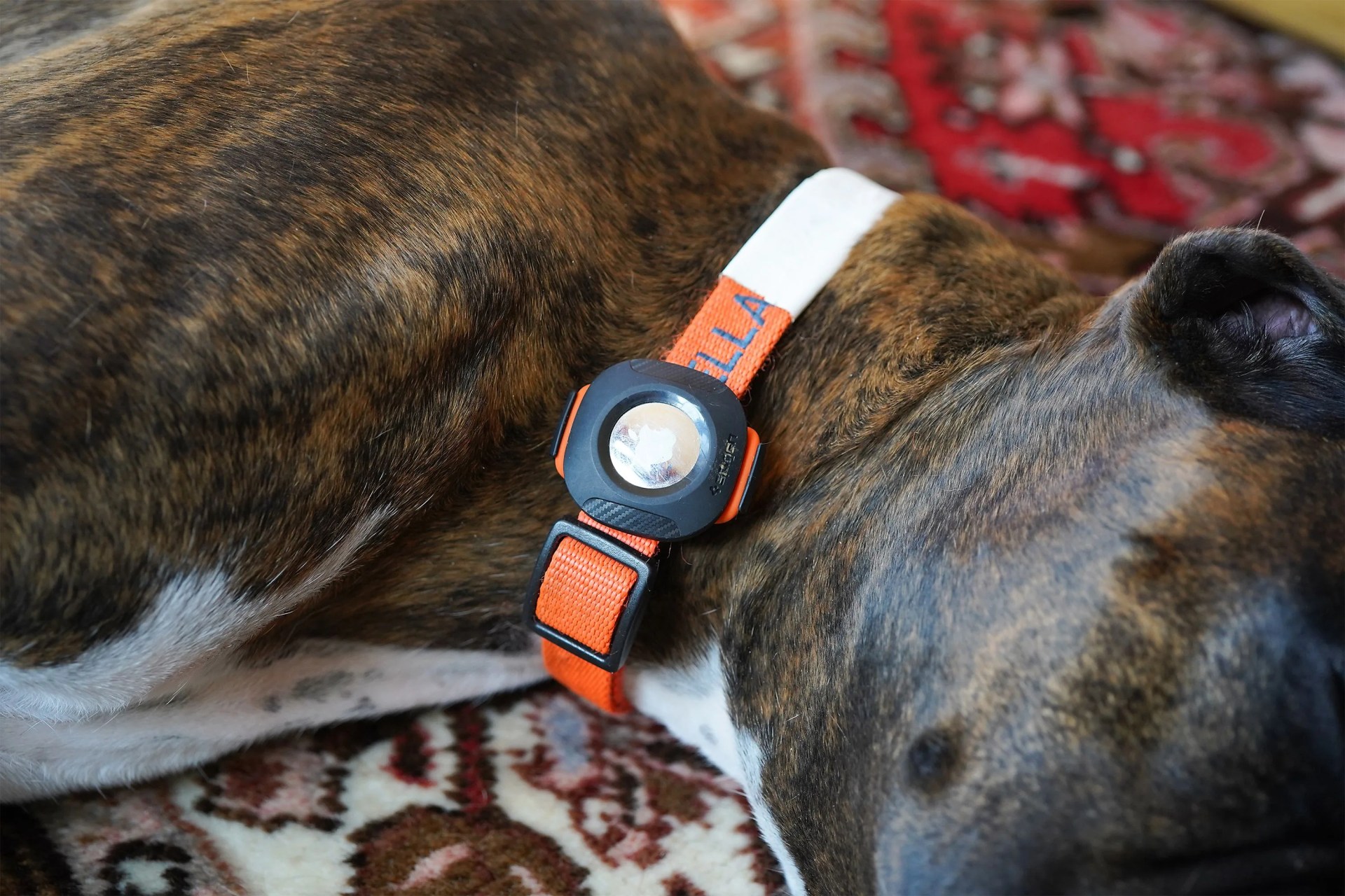 The Best Apple AirTag Accessories for Your Pets | Gear Patrol