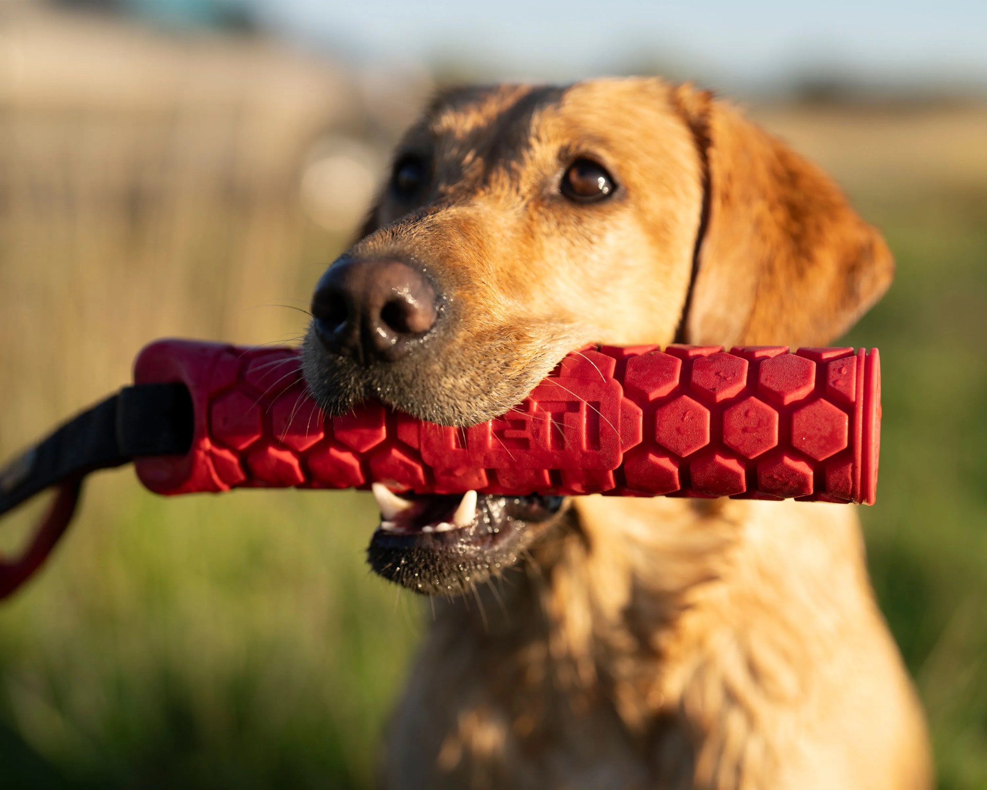 Yeti Drops Its First-Ever Collection of Dog Toys (Exclusive)